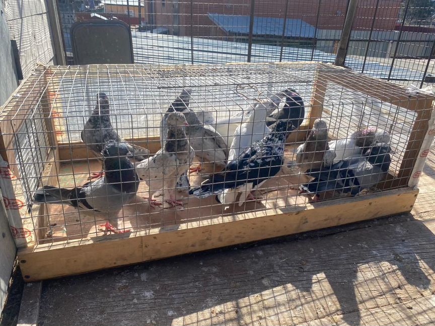 Голуби мраморные