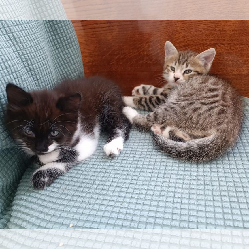 Котята в добрые руки бесплатно