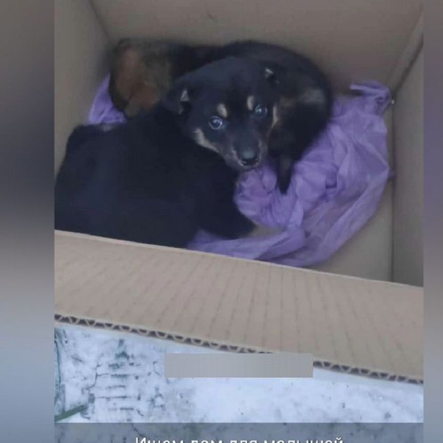 Пристраиваются щенки