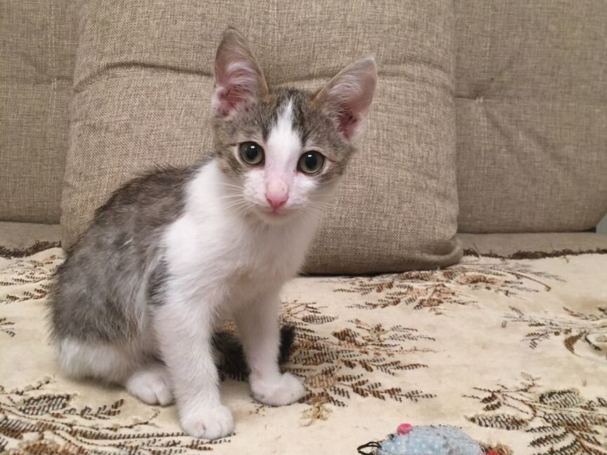 Котенок мальчик бесплатно