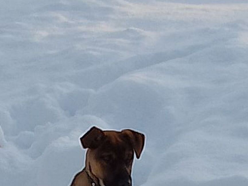 Отдам в добрые руки собачку ей 4 месяца