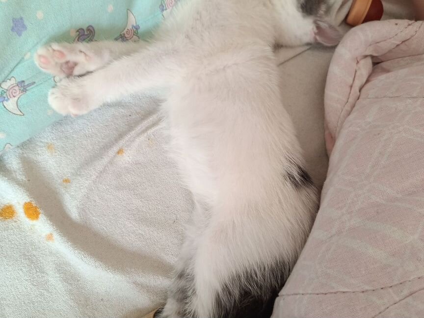Кошка в дар