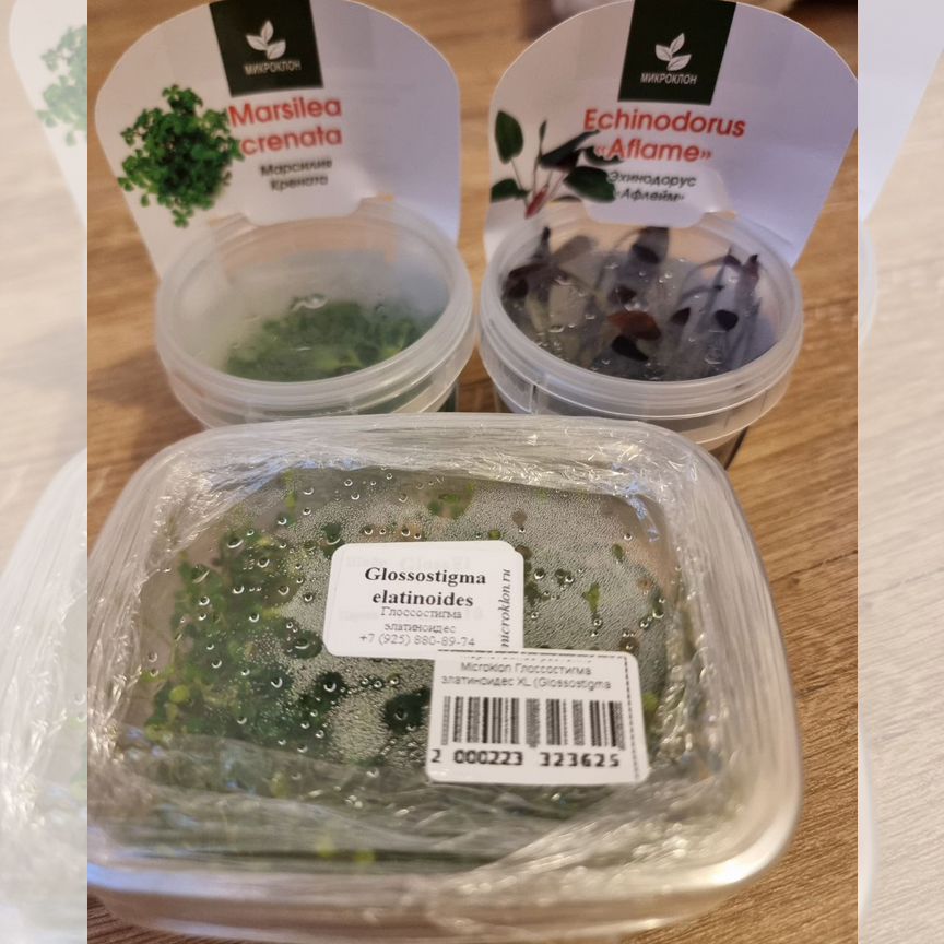 Меристемное растение для аквариума