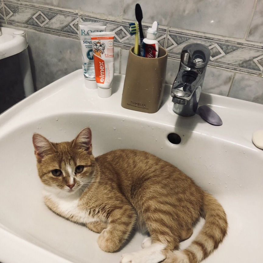 Кошечка Луна