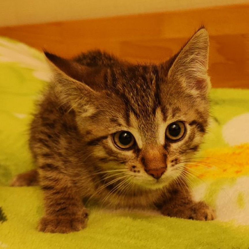 Котята в добрые руки бесплатно