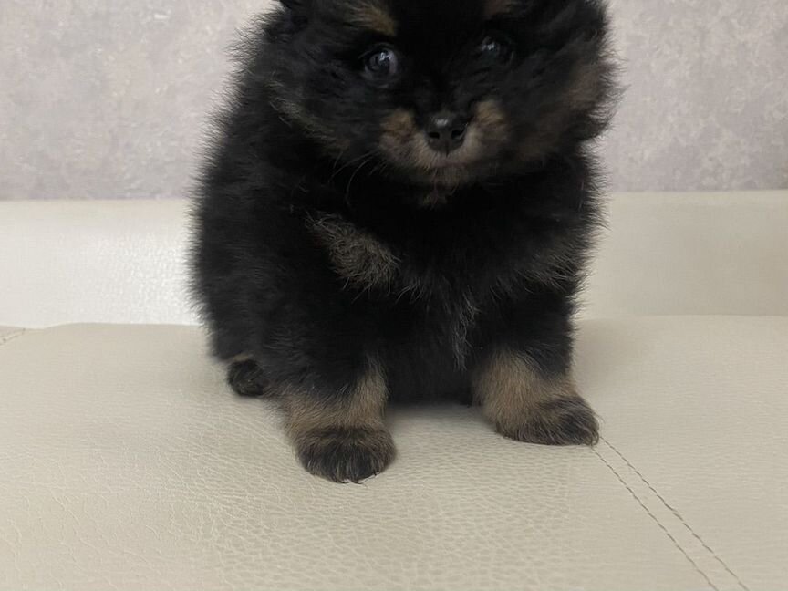 Щенки померанского шпица медвежьего типа