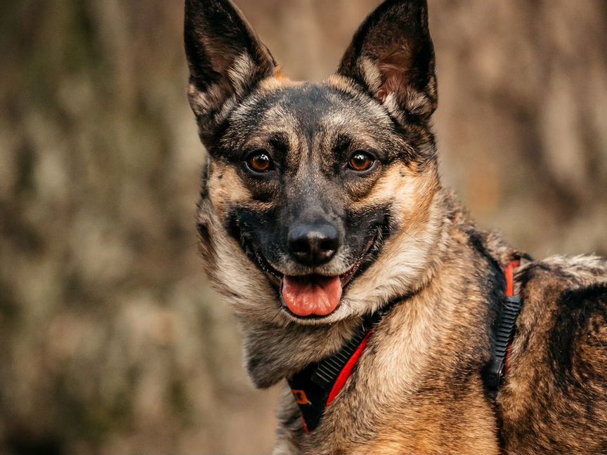 Стеше нужен дом