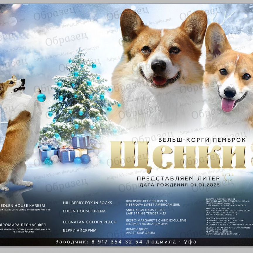 Щенки Корги Пемброк