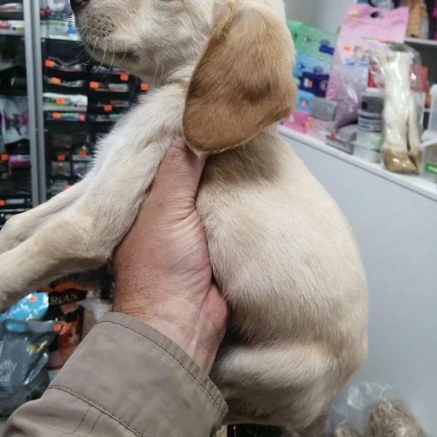 Щенок-девочка ищет хозяина. В хорошие руки