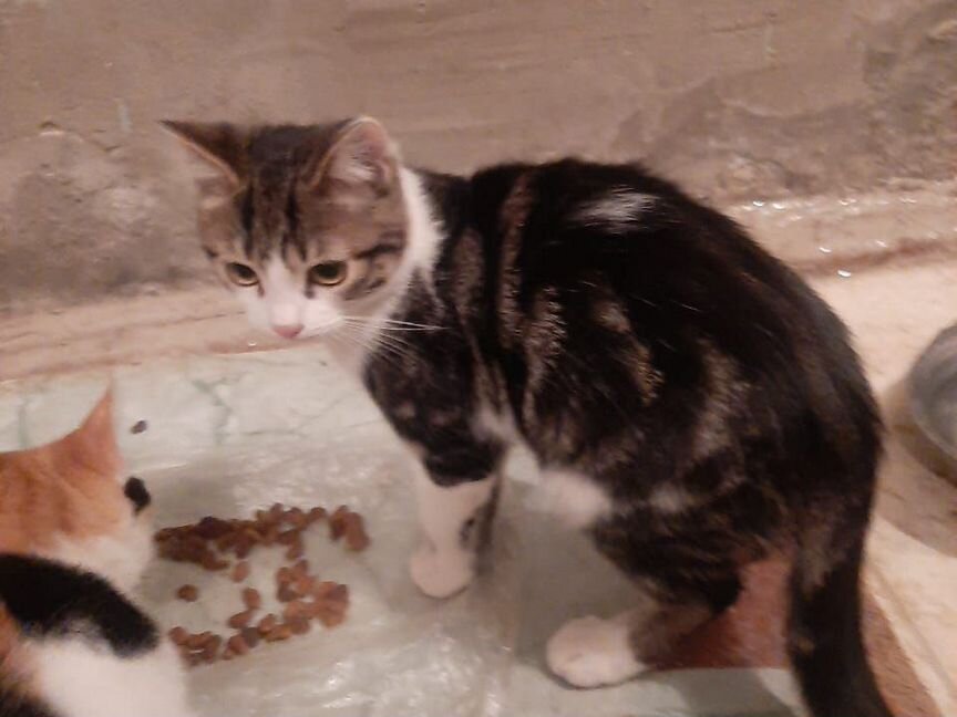 Котенок в дар бесплатно, у Марины К