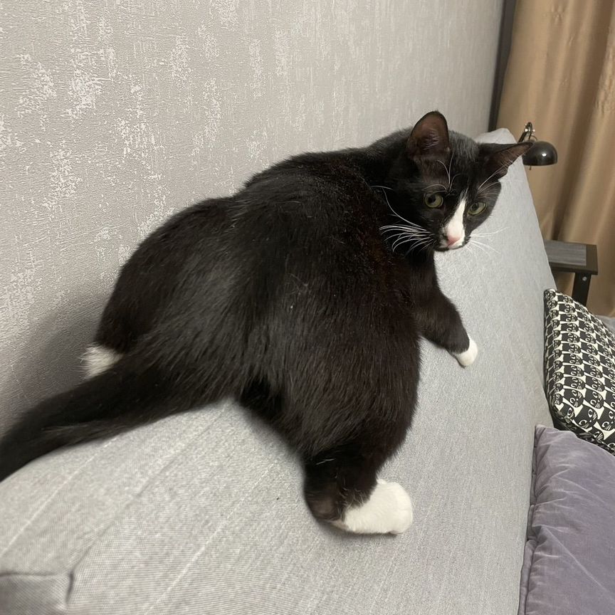 Энергичный кот Маффин