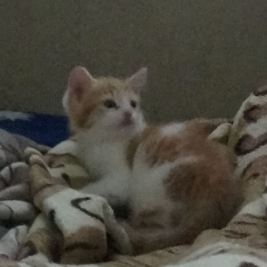 Маленький зайчик