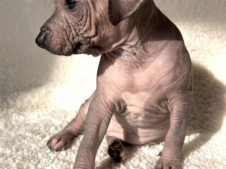 Щенки ксолоитцкуинтли