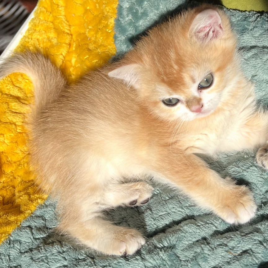 Шотландские золотые шиншиллы котята