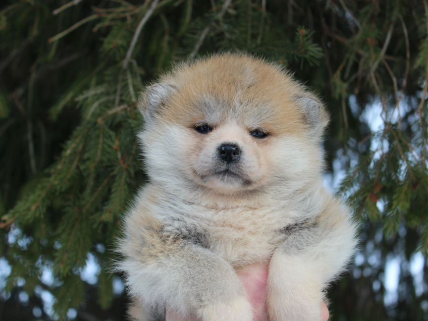 Акита Ину малыши