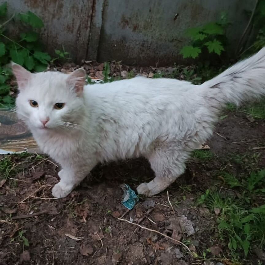 Котик ищет дом