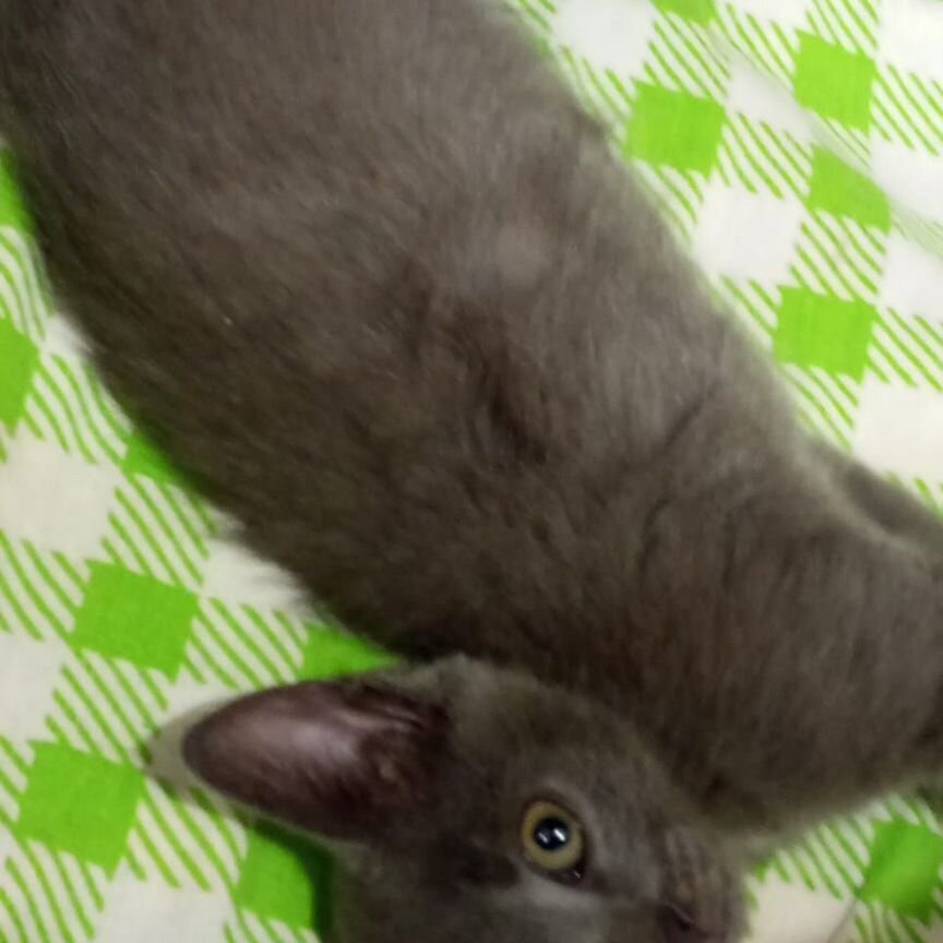 Котята в добрые руки 2 месяца