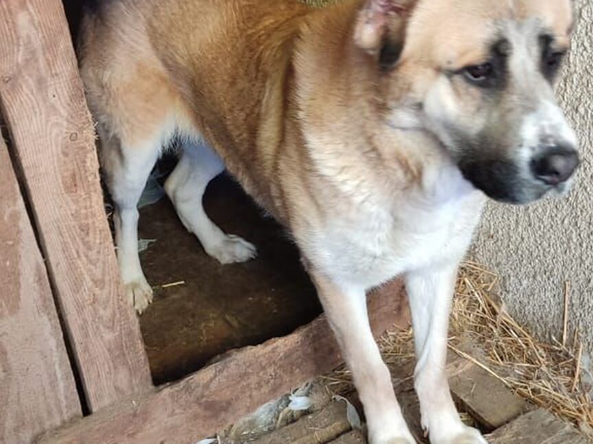 Алабай девочка, Грета