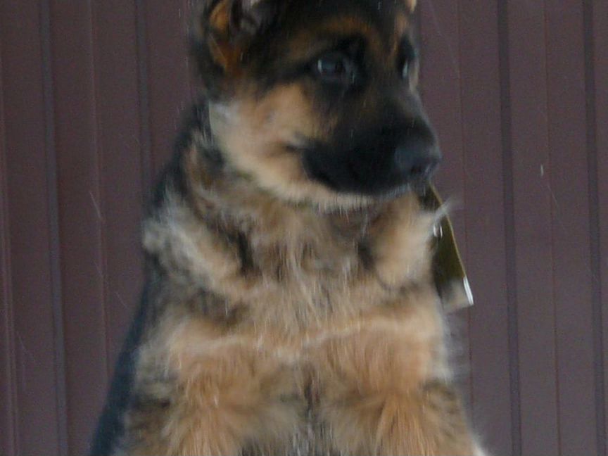 Щенки немецкой овчарки