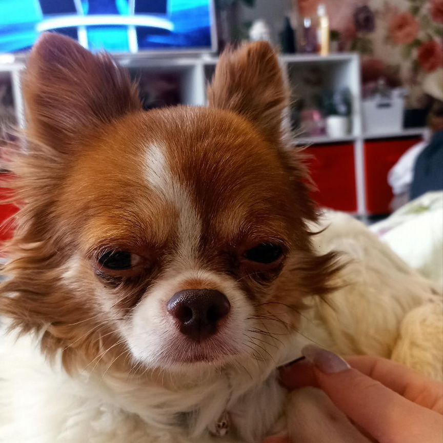 Отдам чихуахуа