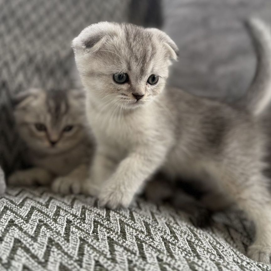 Шотландский вислоухий короткошёрстный котёнок