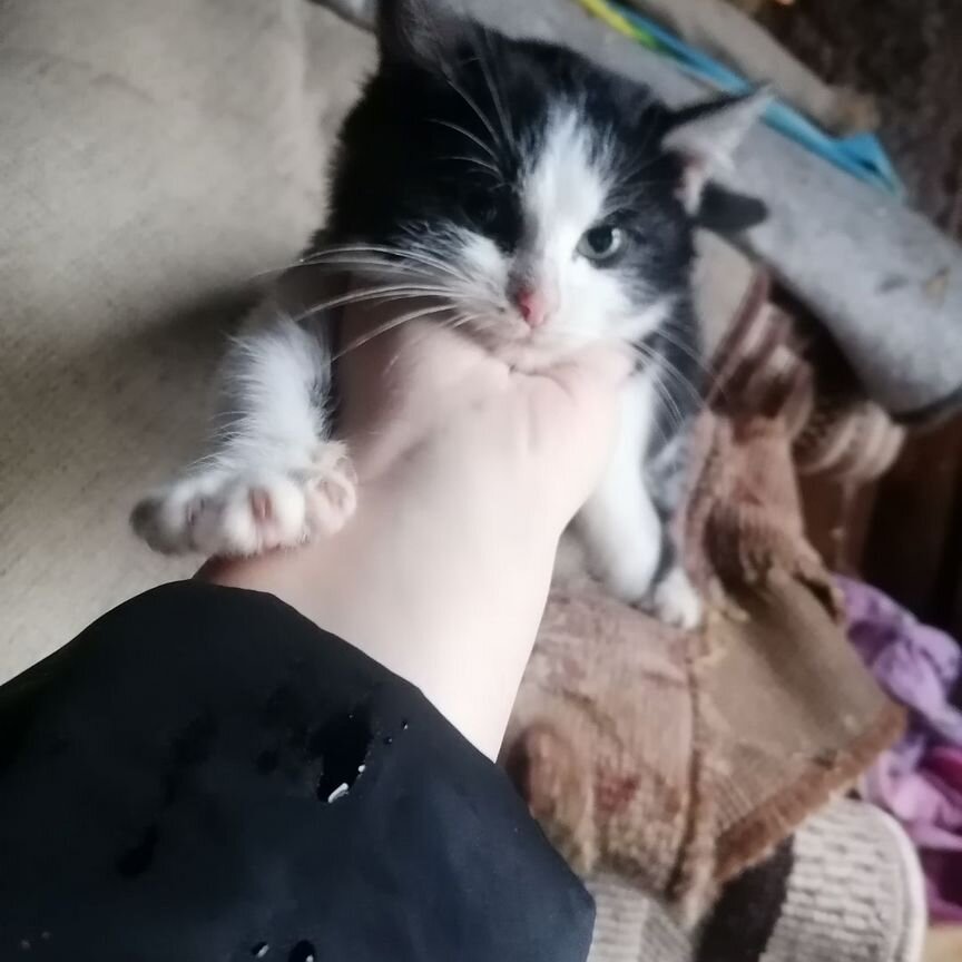 Котенок
