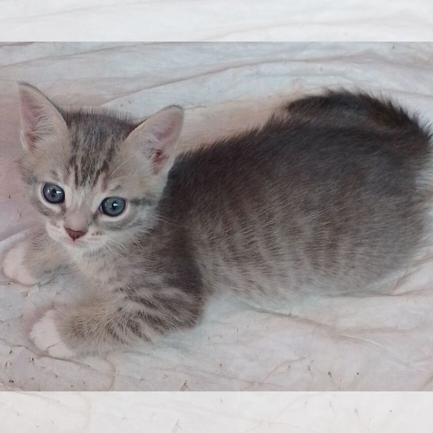 Котёнок в добрые руки