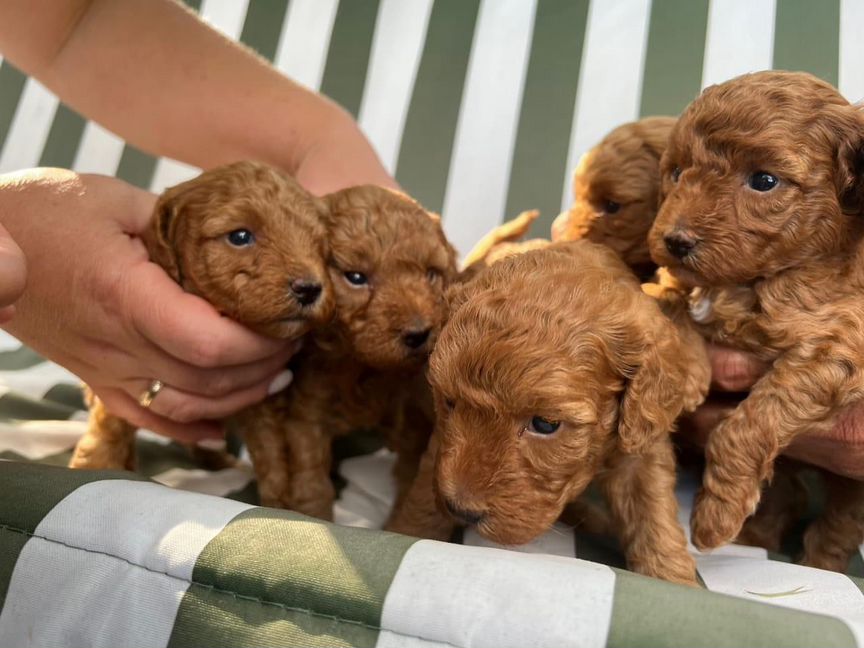 Той-пудель мальчики и девочки Red Brown