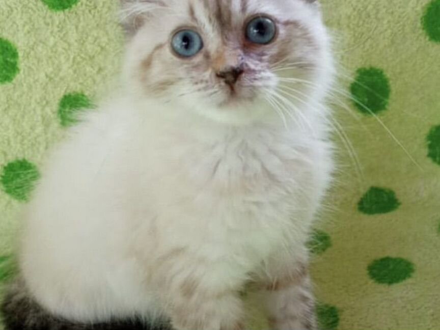 Кошечка 1 месяц