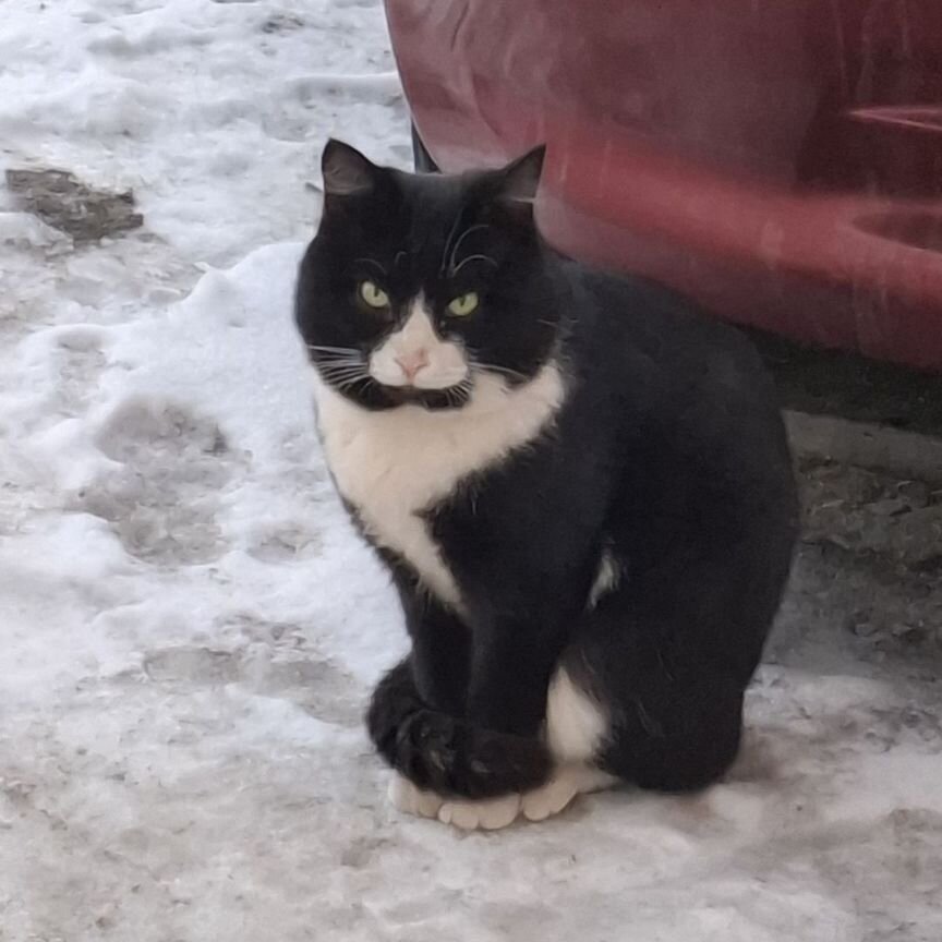 Кот Михаил Михайлович