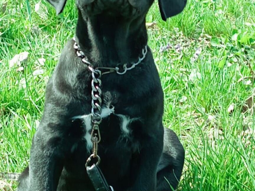 Щенки кане Корсо