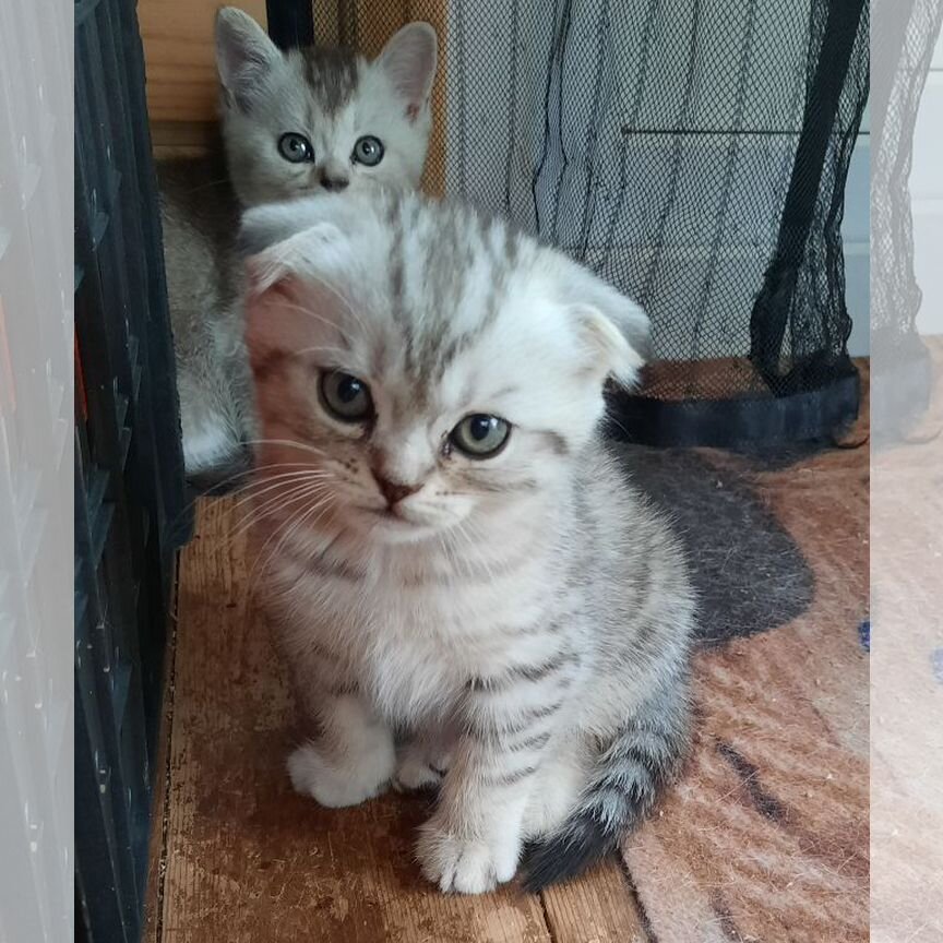 Шотландский вислоухий короткошёрстный котёнок