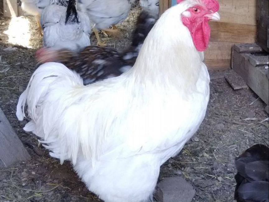Петух белый Маран