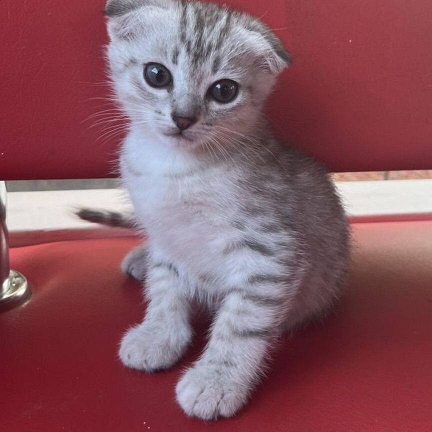 Котята