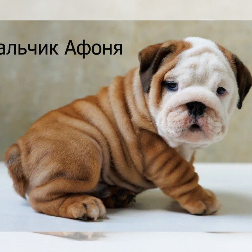 Английский бульдог, щенок