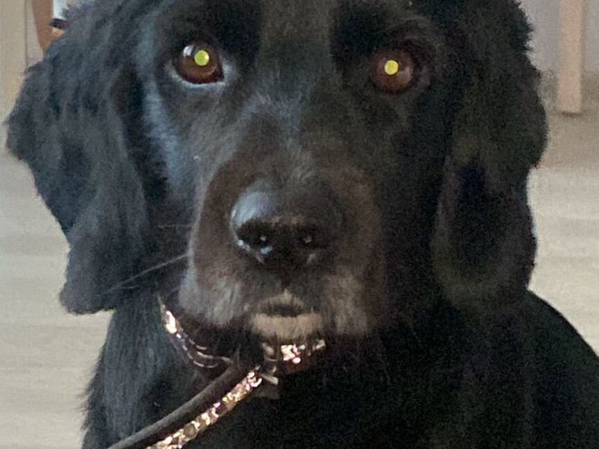 Русский кокер спаниель