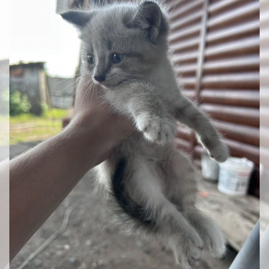 Сиамская кошечка