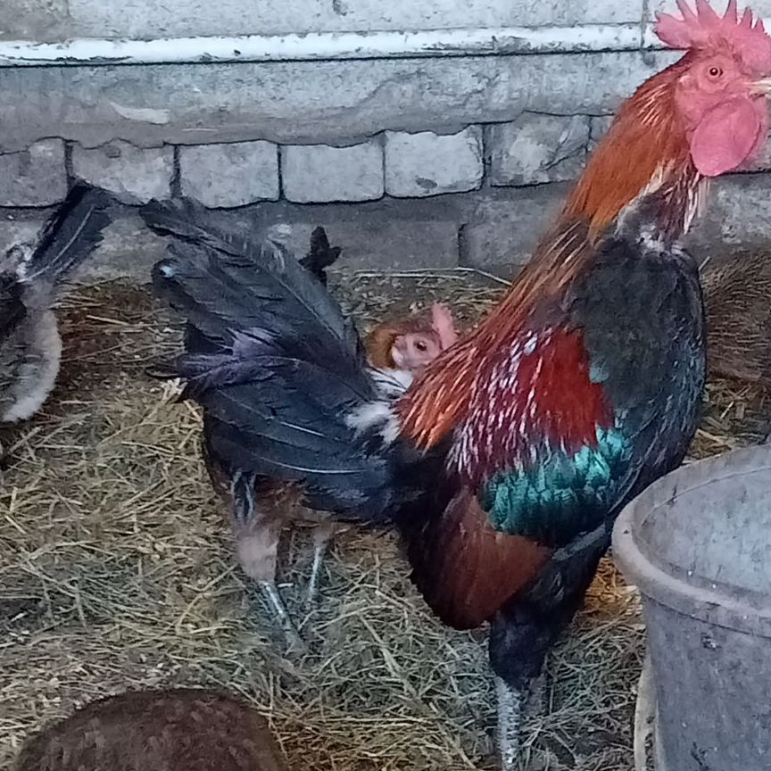 Куры петухи