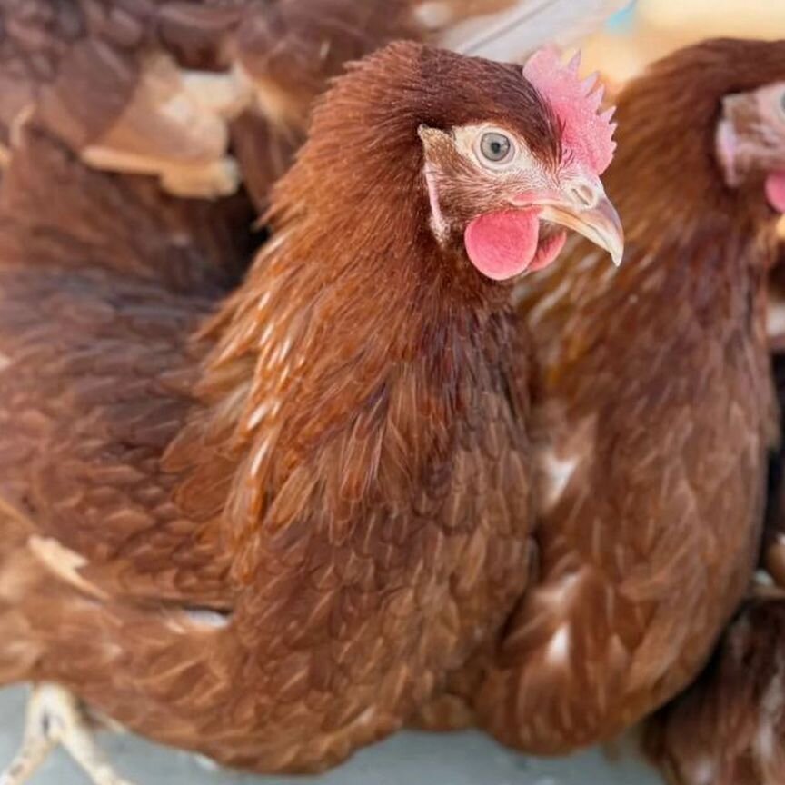 Куры молодки,несушки