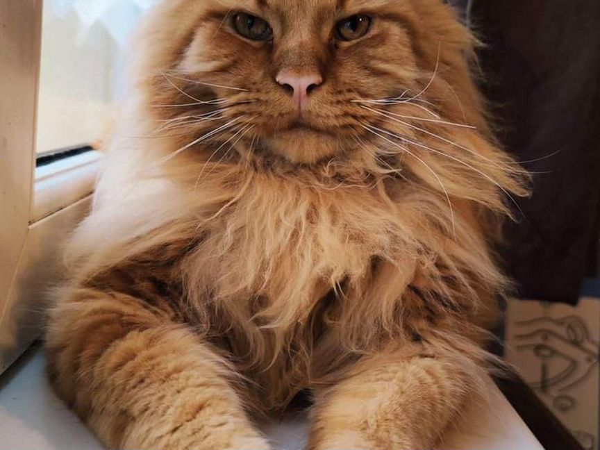 Отдам Мейн-куна-рыжее чудо