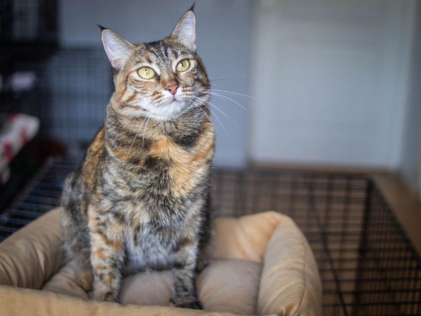 Красавица кошка Сирена