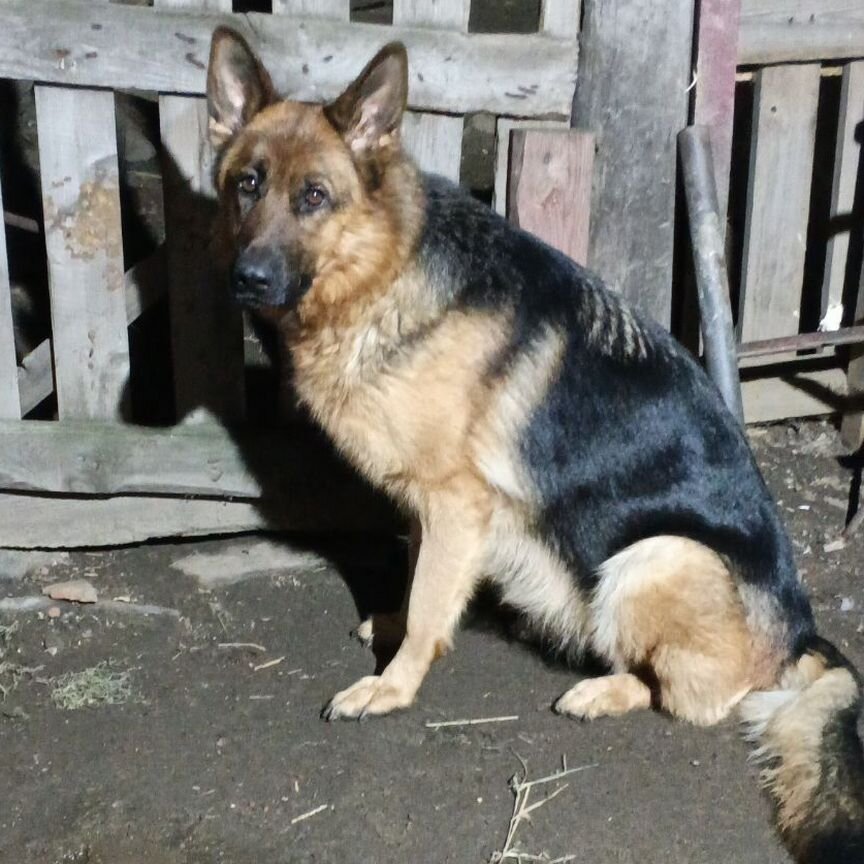 Немецкая овчарка, щенок