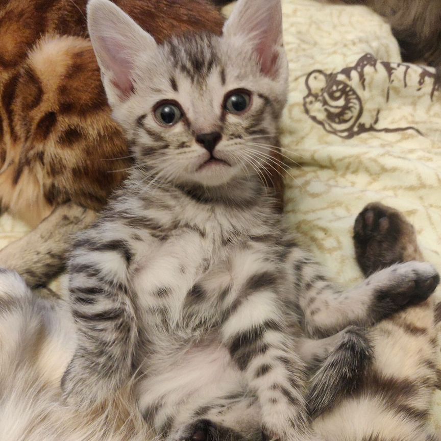 Котята метисы