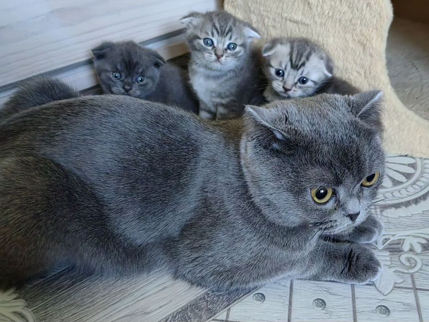 Шотландские вислоухие котята