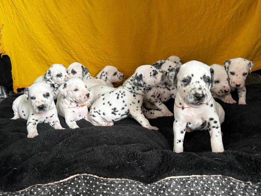 Далматинцы чистокровные французские