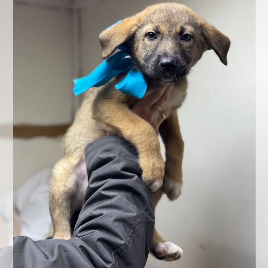 Щенок в добрые руки