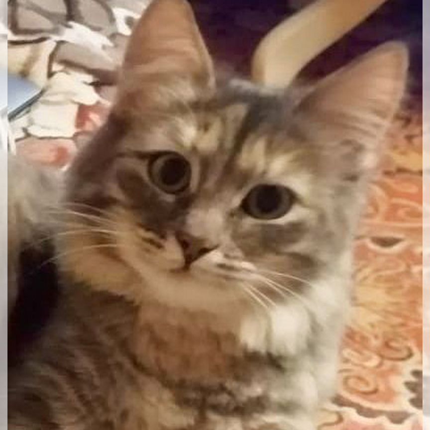 Кошка Ася. Домашняя