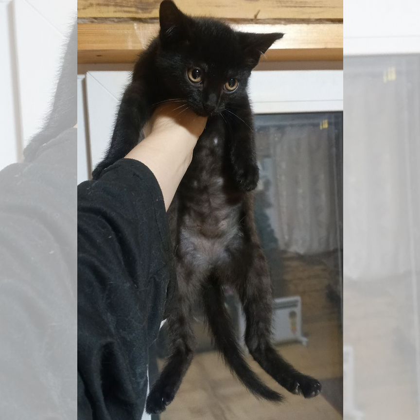 Котёнок в добрые руки