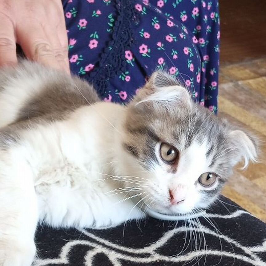 Шотландский вислоухий длинношёрстный котёнок