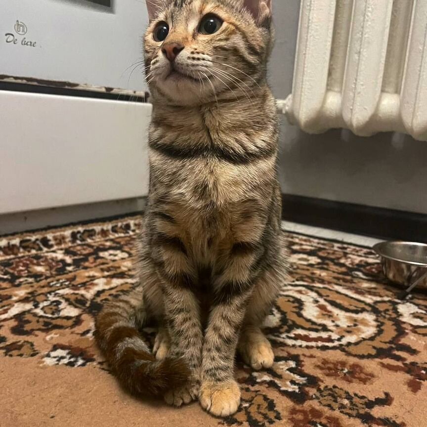 Бенгальская кошка в добрые руки